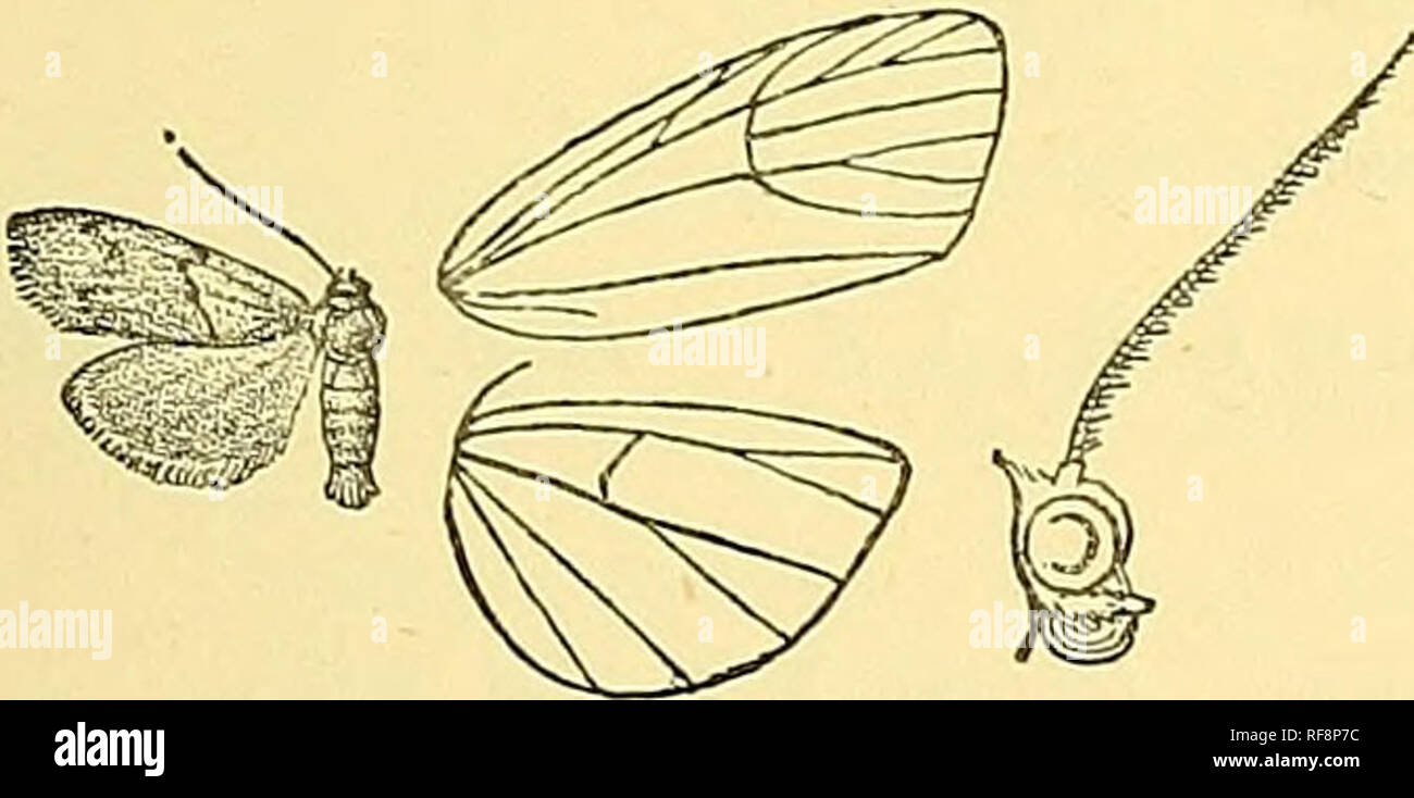 . Catalogue of the Lepidoptera Phalaenae in the British Museum. Moths ...