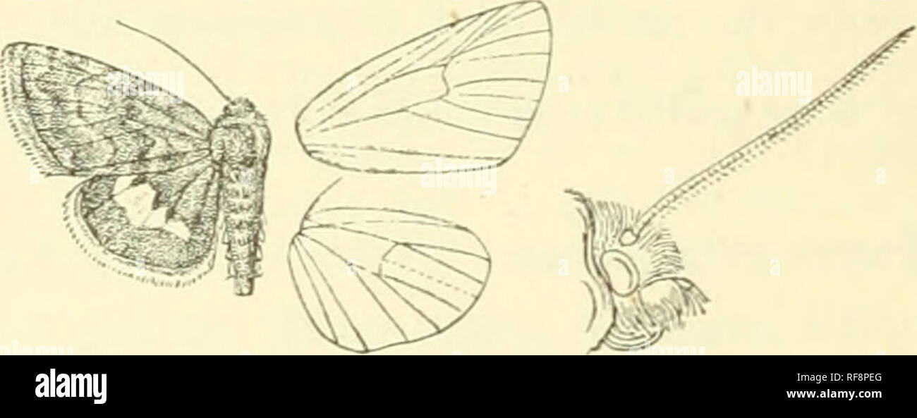 . Catalogue of Lepidoptera Phalaenae in the British Museum. Moths. •iSS ...
