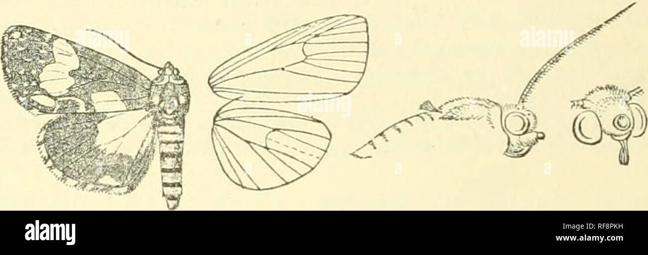. Catalogue of Lepidoptera Phalaenae in the British Museum. Moths. 458 ...