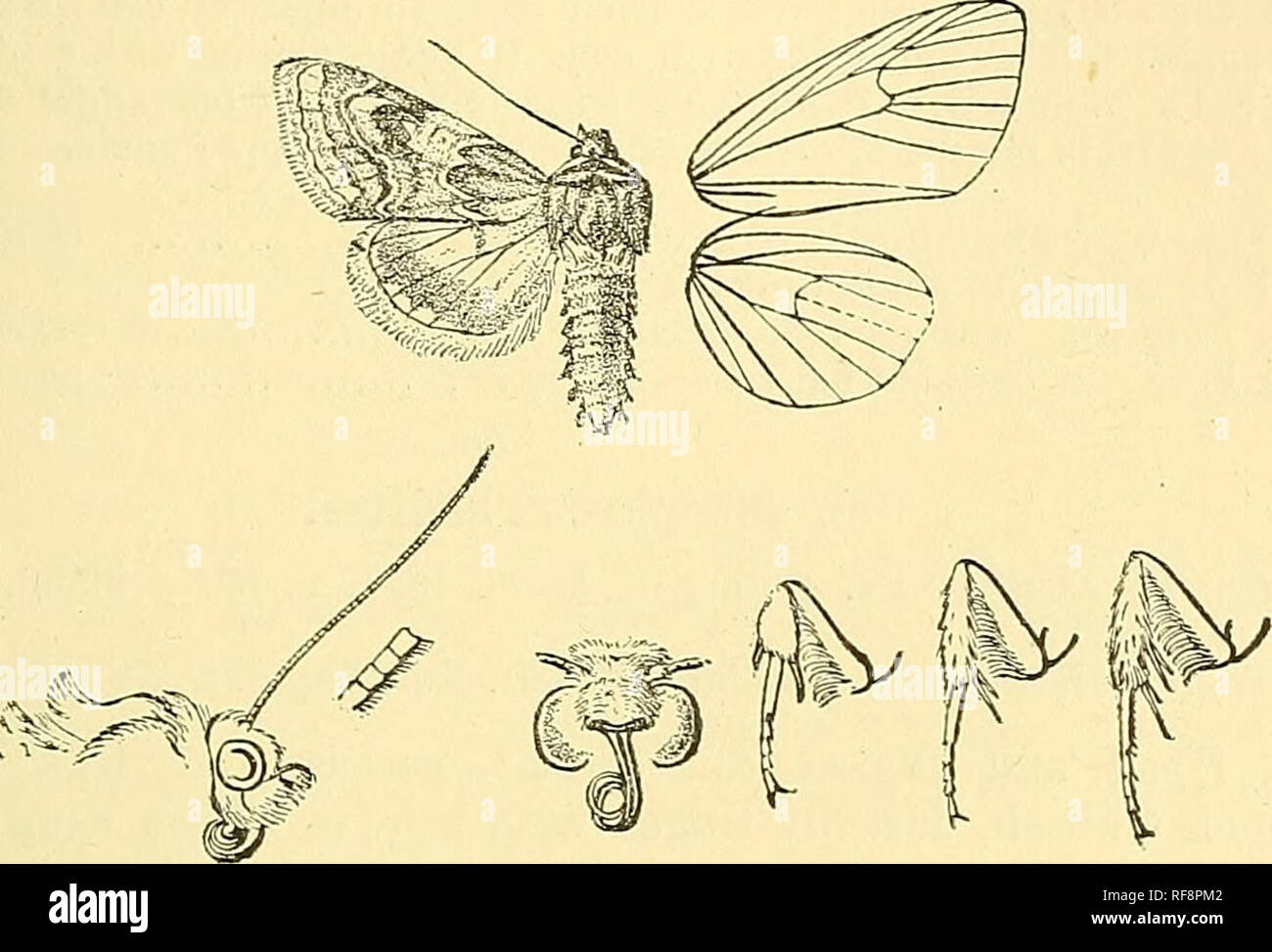 Purple upper lobe hi-res stock photography and images - Alamy