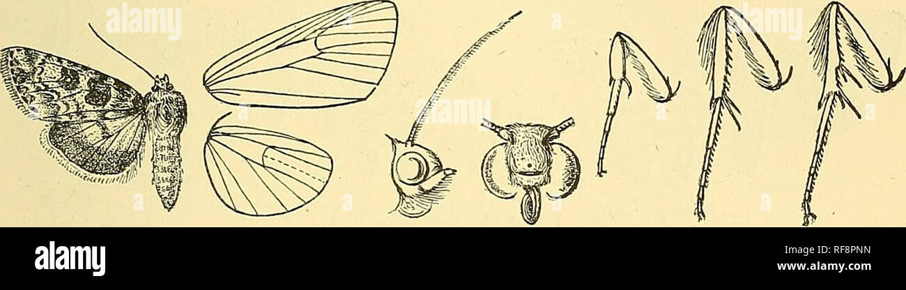 Black basal veins hi-res stock photography and images - Alamy