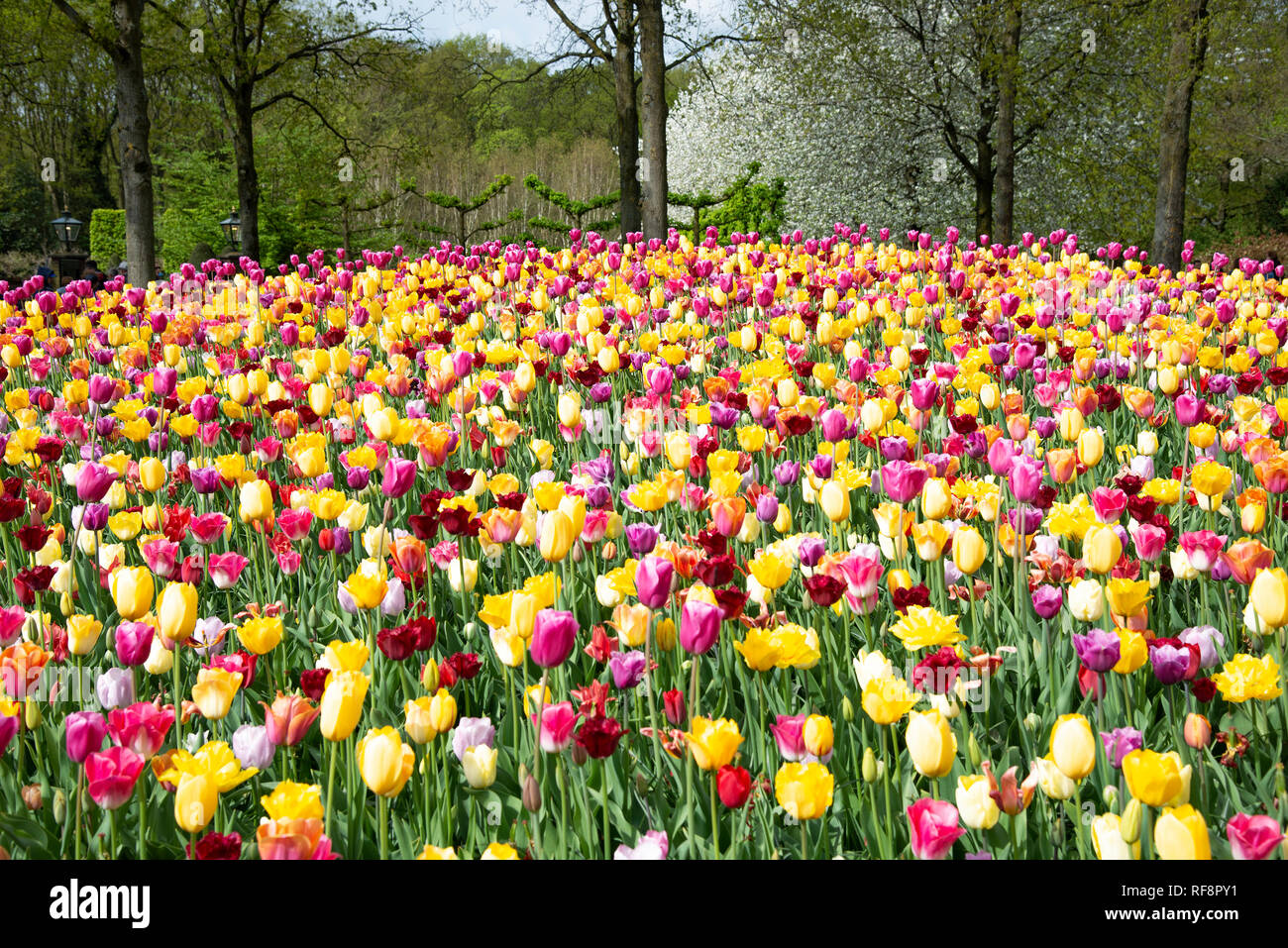 Spectacular display of spring flowering bulbs at the world's largest ...