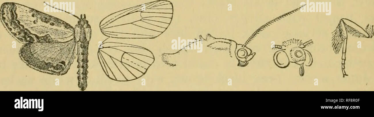 . Catalogue of the Lepidoptera PhalÃ¦nÃ¦ in the British museum. Moths ...
