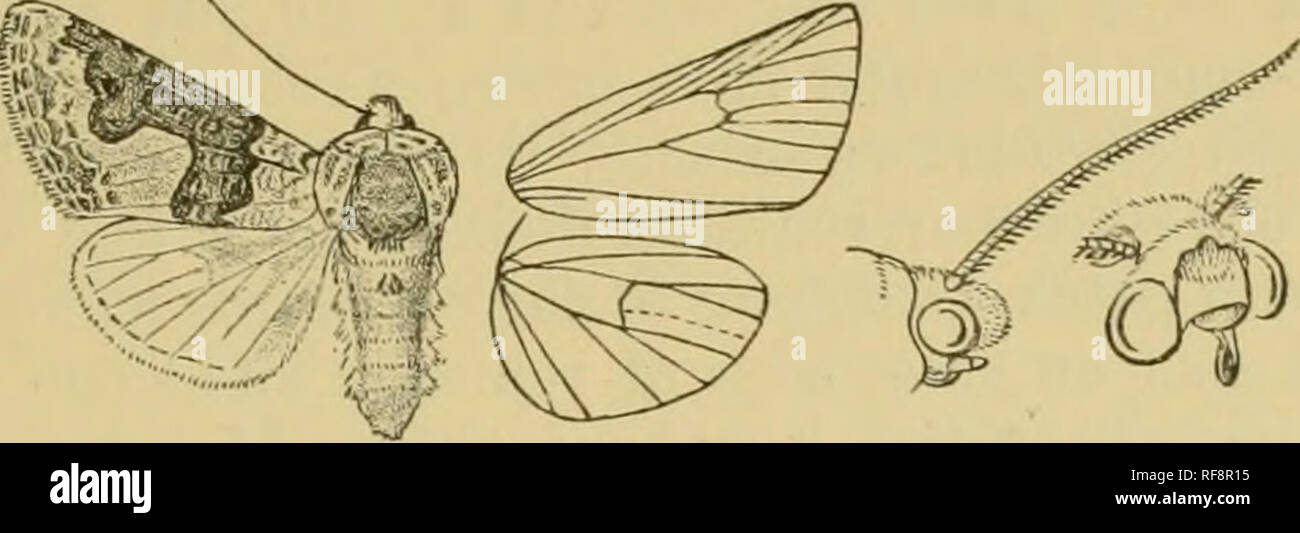 . Catalogue of the Lepidoptera Phalænæ in the British museum. Moths ...