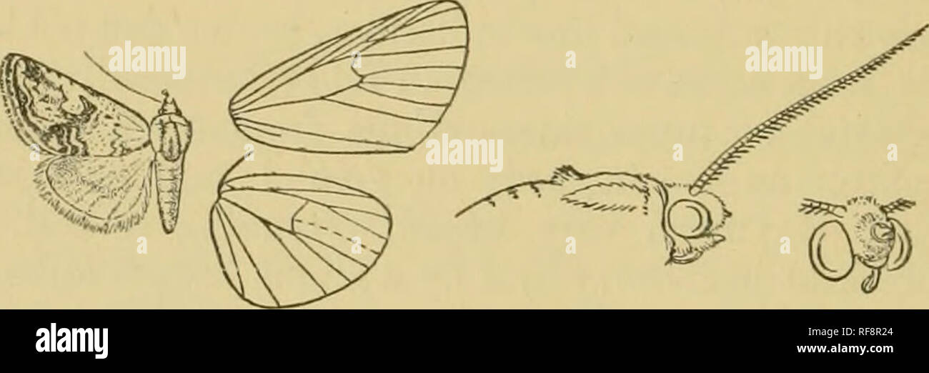 Bipectinate antennae hi-res stock photography and images - Alamy