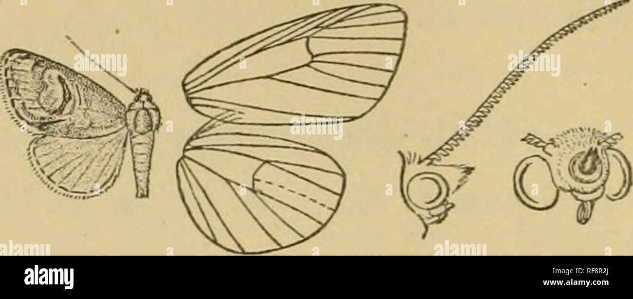 . Catalogue of the Lepidoptera Phalænæ in the British museum. Moths ...