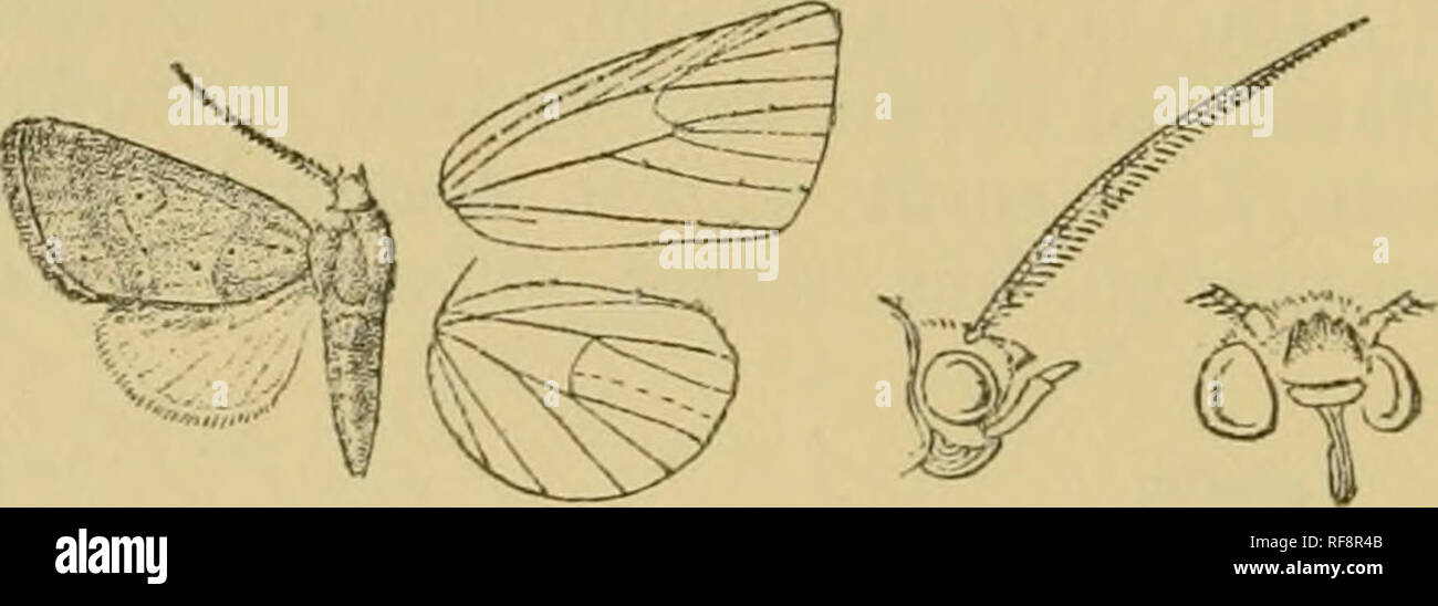 Bipectinate antennae hi-res stock photography and images - Alamy