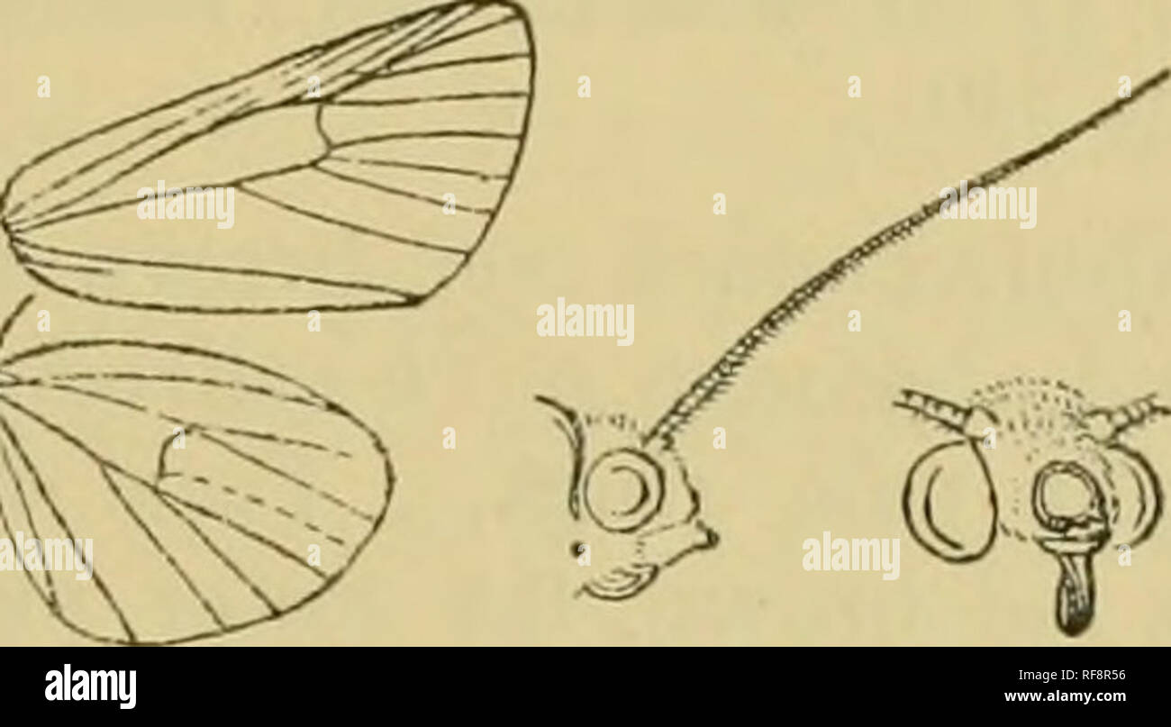 . Catalogue of the Lepidoptera Phalænæ in the British museum. Moths ...