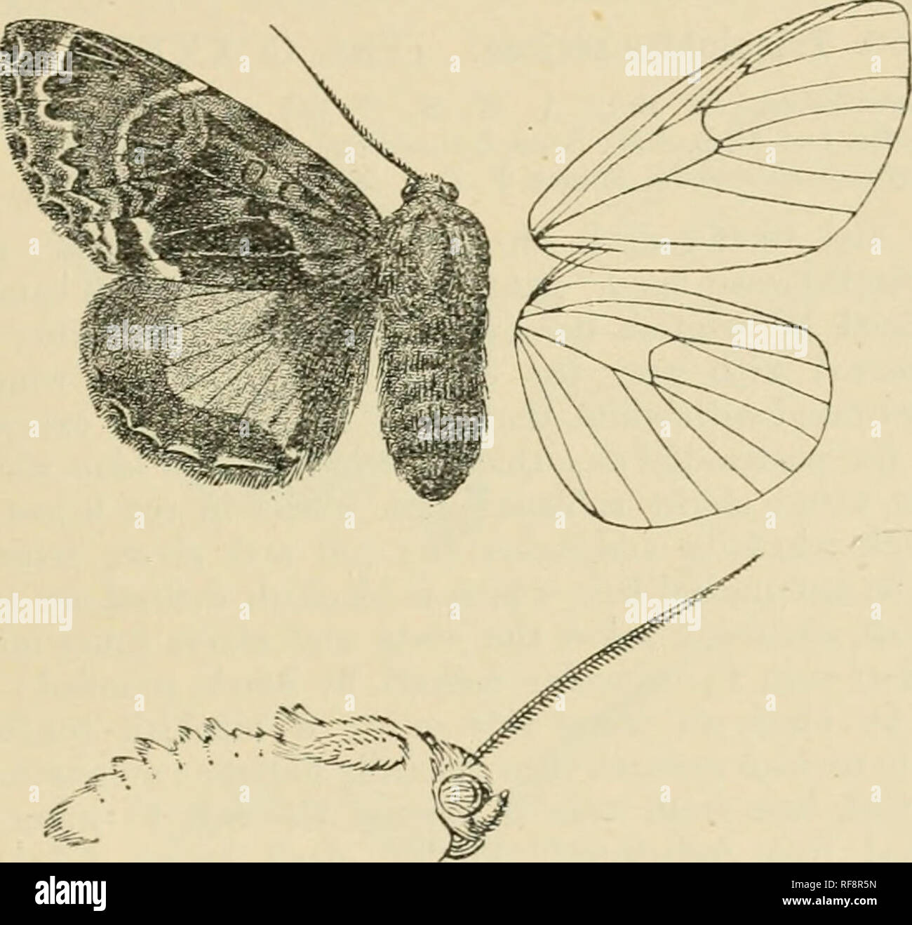 Angled outwards hi-res stock photography and images - Alamy