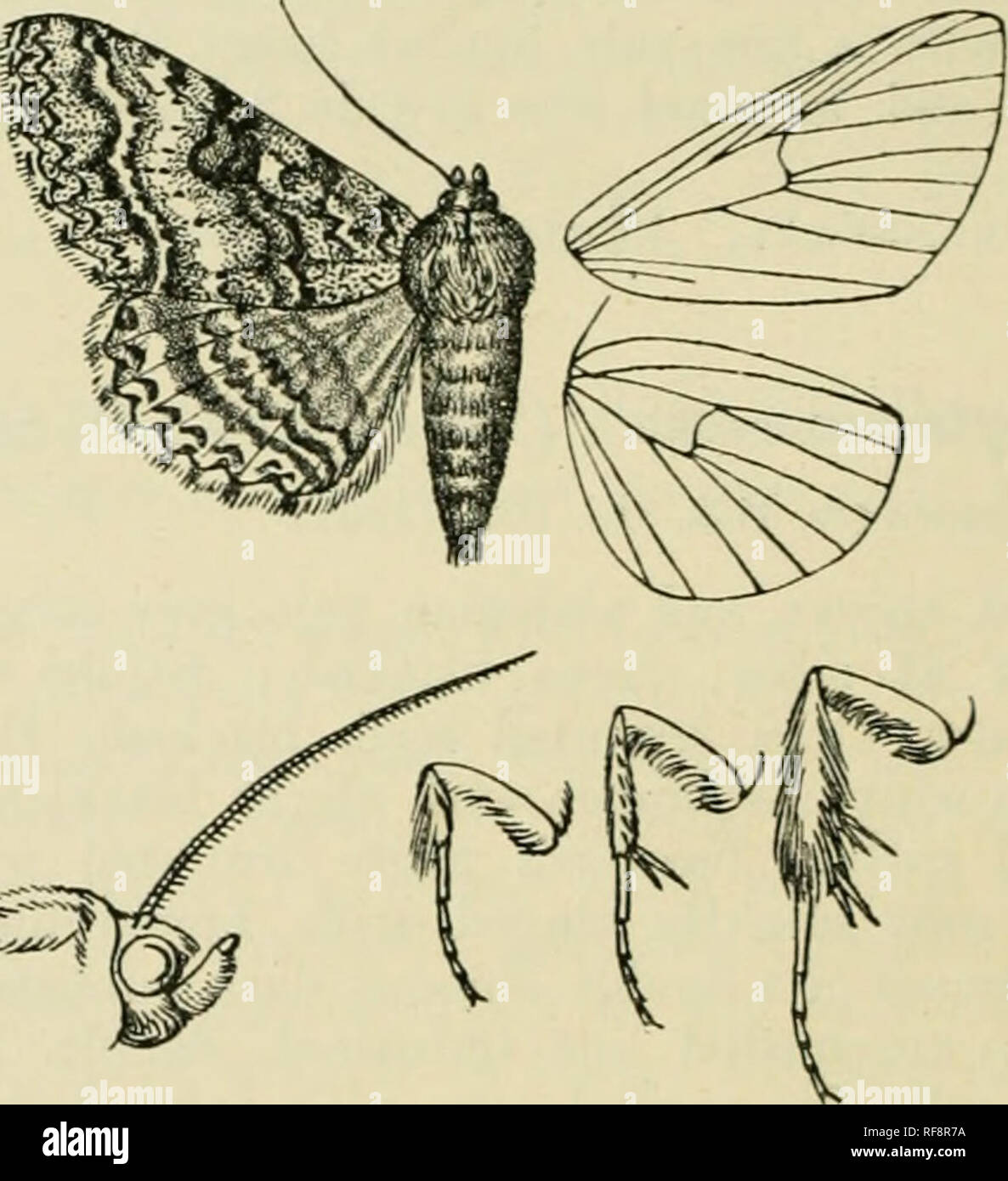 . Catalogue of Lepidoptera Phalaenae in the British Museum. Moths. 322 ...