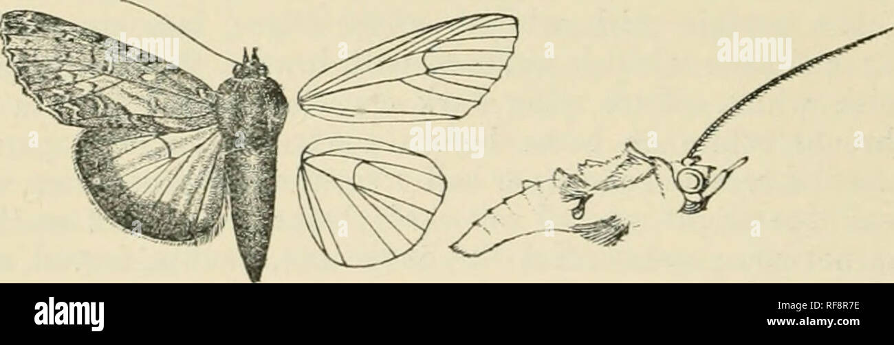. Catalogue of Lepidoptera Phalaenae in the British Museum. Supplement ...