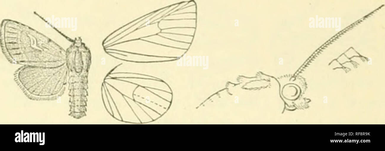. Catalogue of Lepidoptera Phalaenae in the British Museum. Moths. l ...