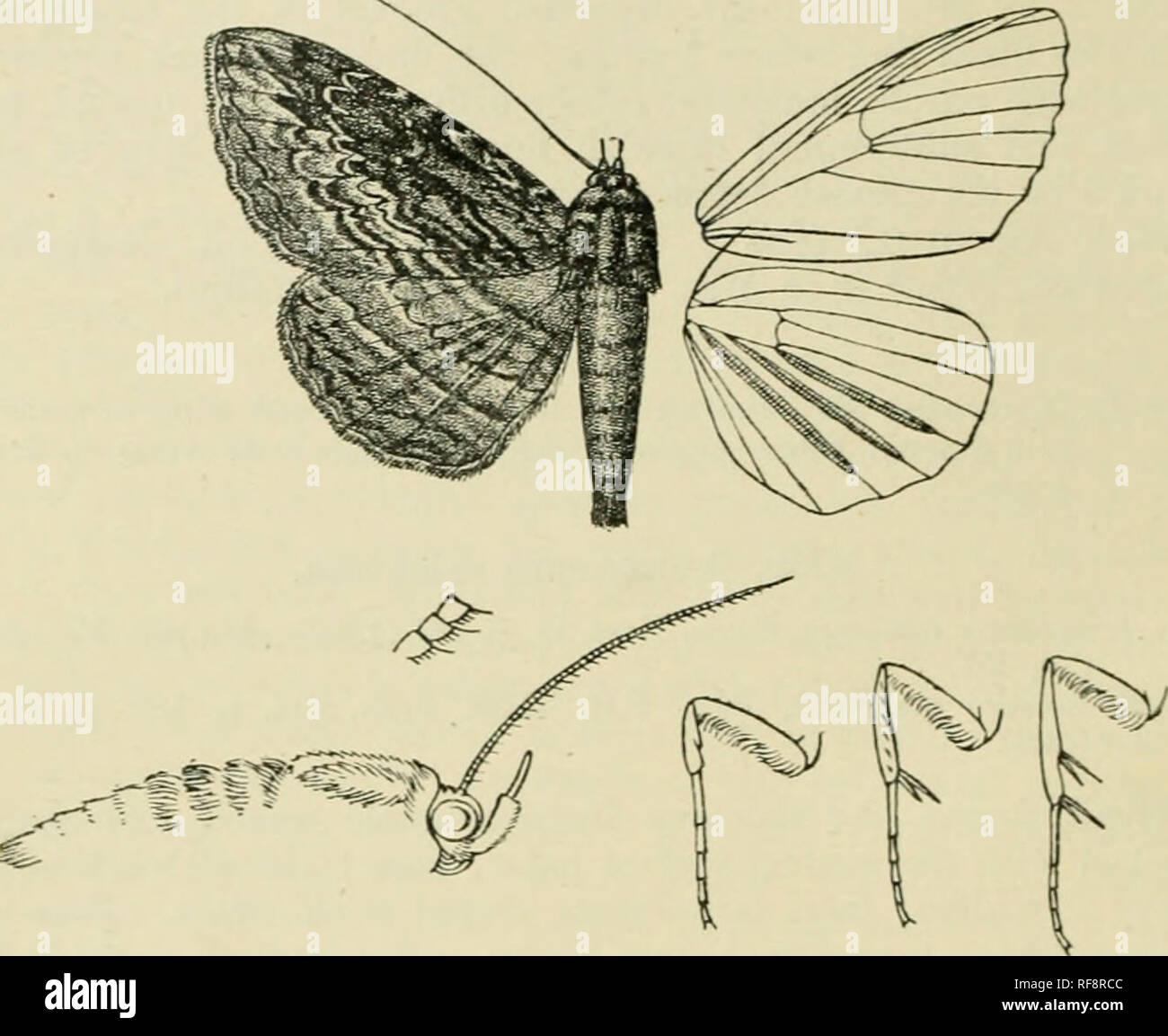 . Catalogue of Lepidoptera Phalaenae in the British Museum. Moths. 2(jt ...