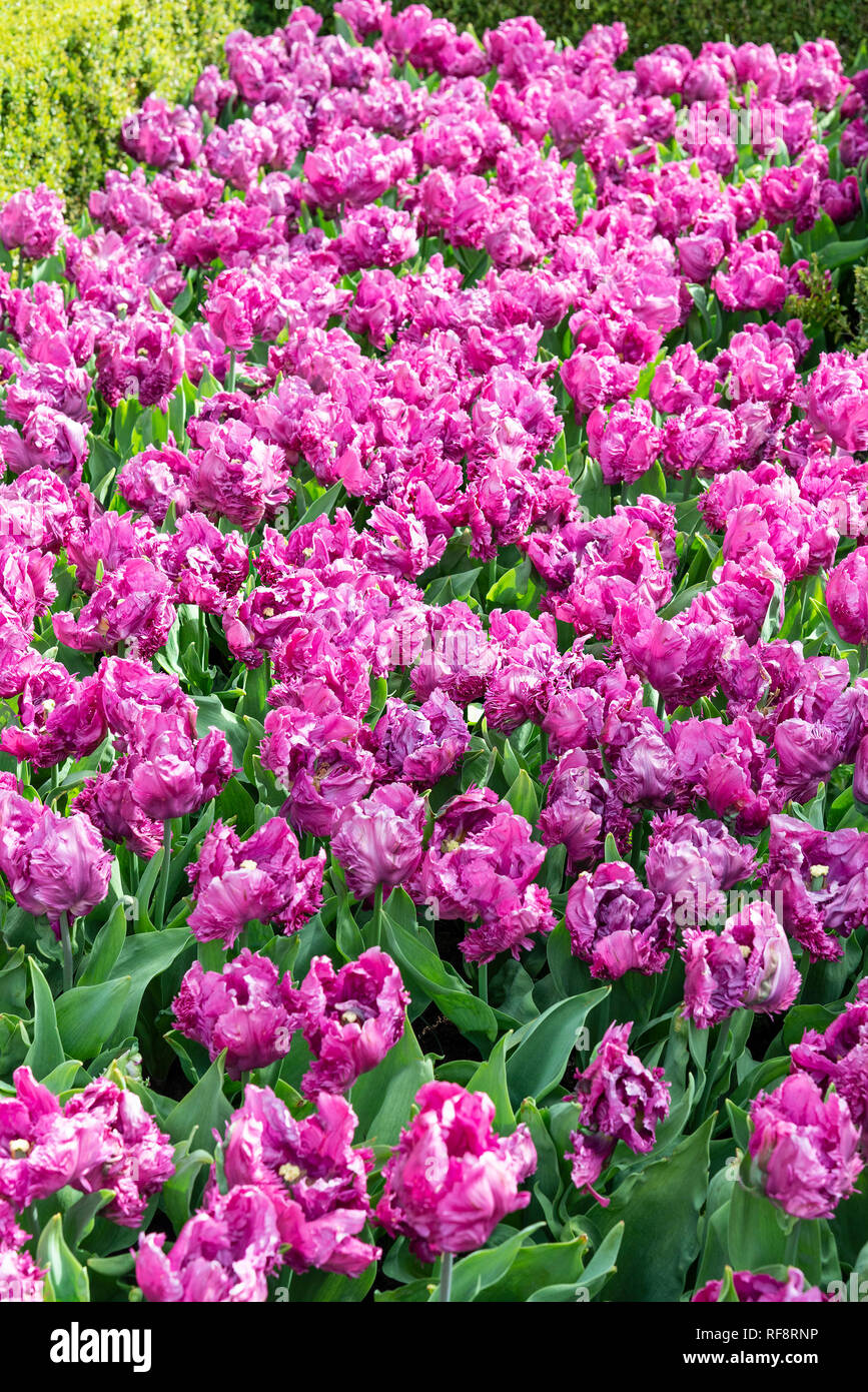 Spectacular display of spring flowering bulbs at the world's largest ...