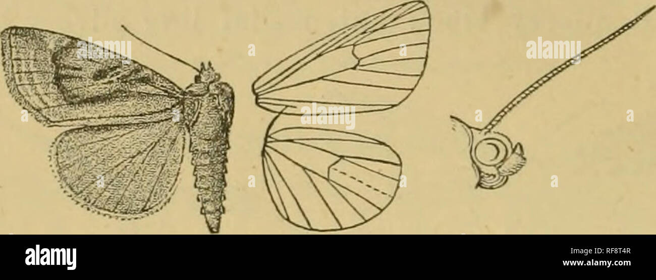 . Catalogue of the Lepidoptera Phalænæ in the British museum. Moths ...