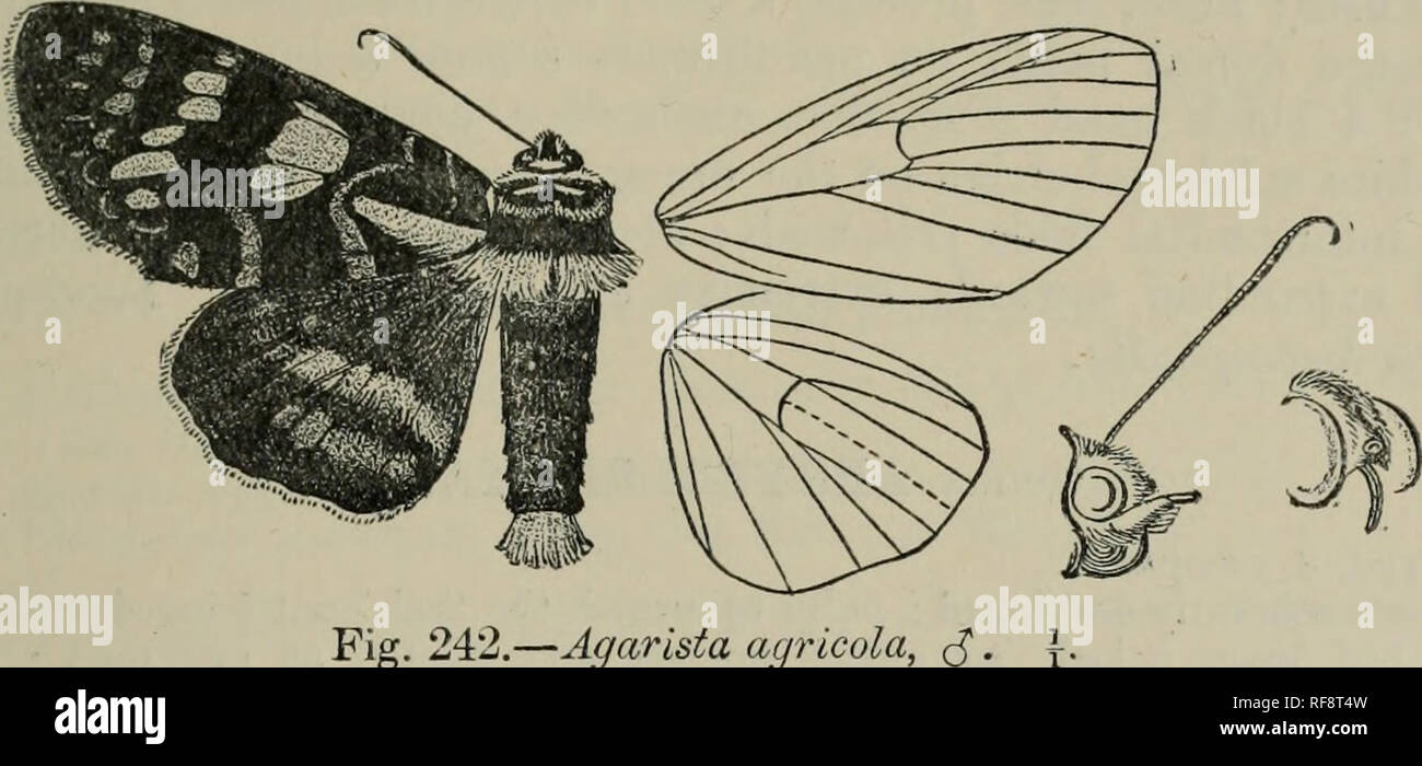 Agarista agricola hi-res stock photography and images - Alamy