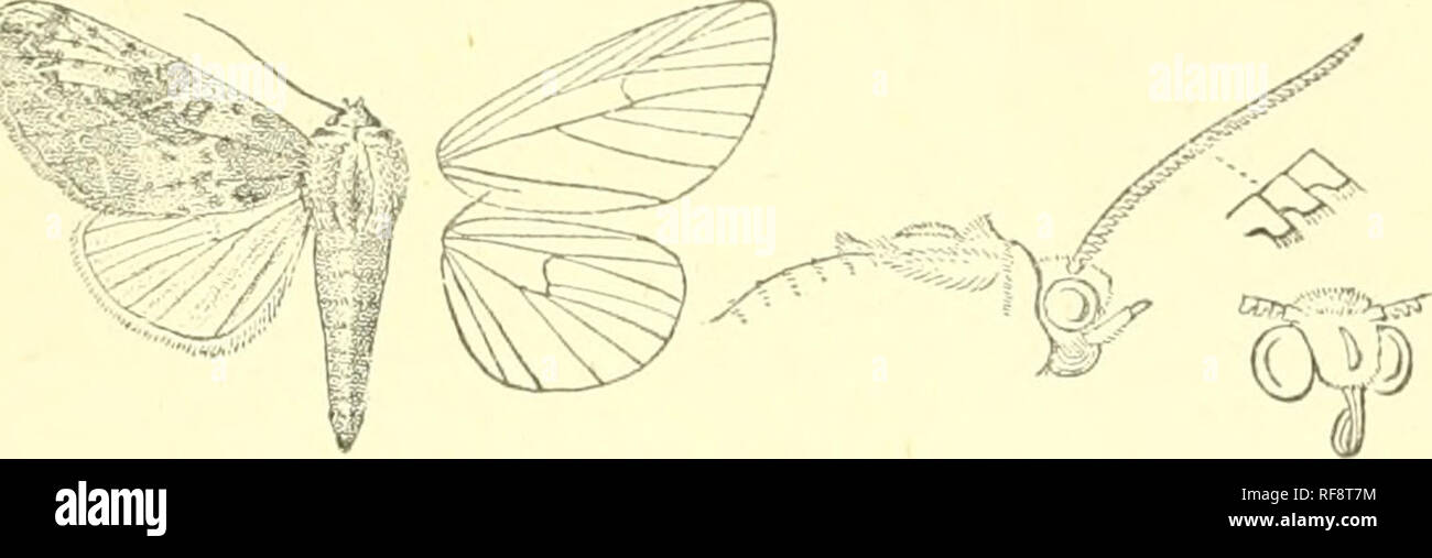 . Catalogue of Lepidoptera Phalaenae in the British Museum. Moths ...