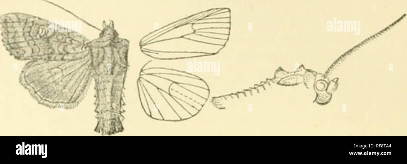 . Catalogue of Lepidoptera Phalaenae in the British Museum. Moths ...