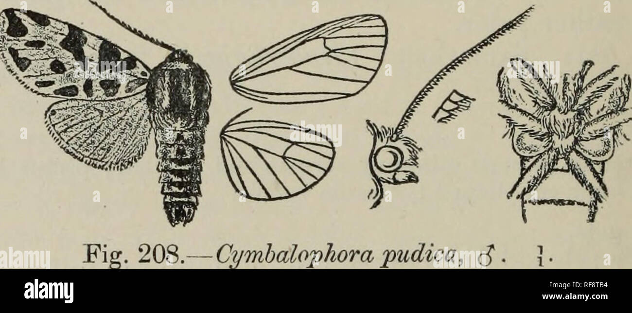 . Catalogue of the Lepidoptera Phalænæ in the British Museum. British ...