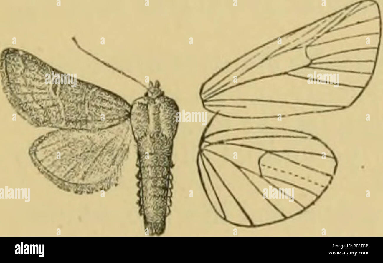 . Catalogue of the Lepidoptera PhalÃ¦nÃ¦ in the British museum. Moths ...