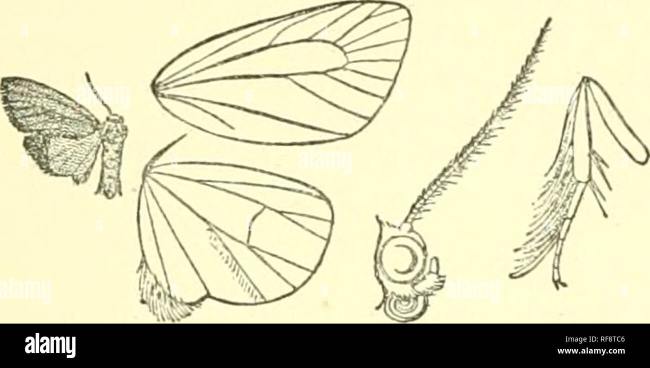 . Catalogue of Lepidoptera Phalaenae in the British Museum. Moths ...