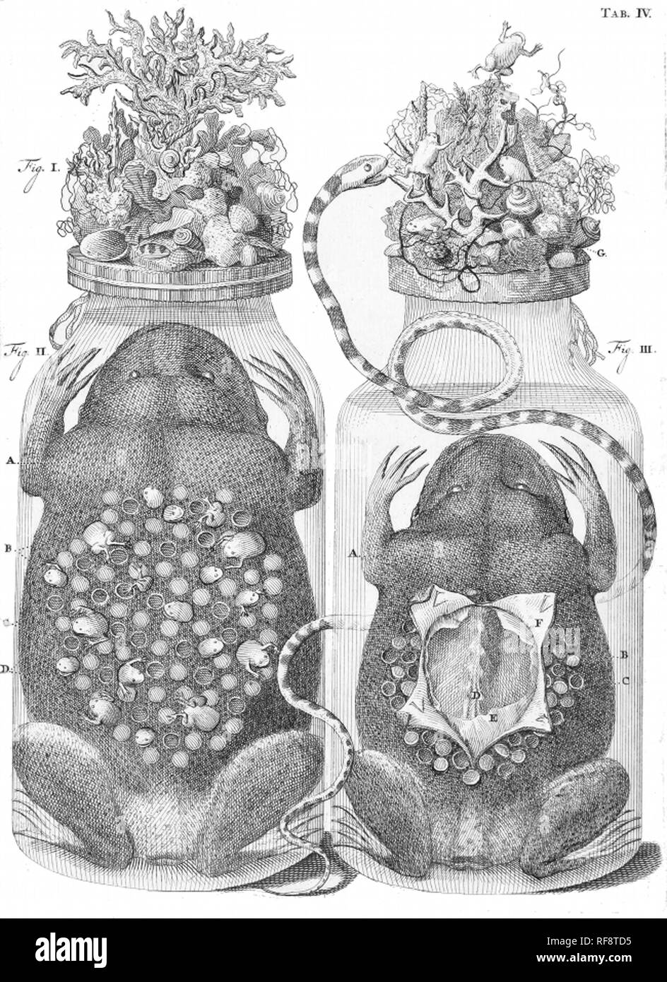 Animals in jars vintage illustration Stock Photo - Alamy