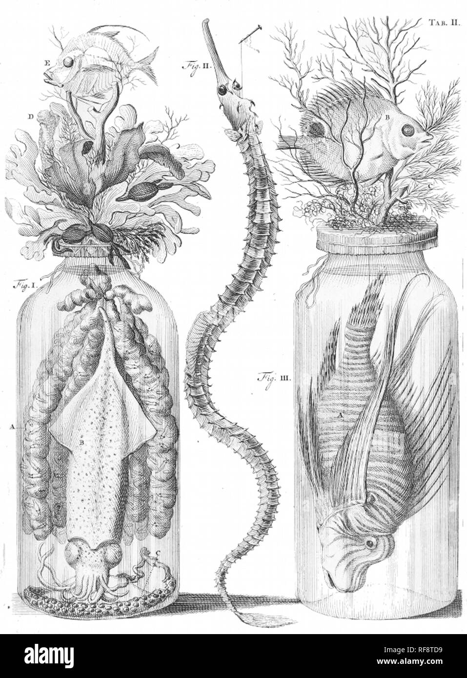 Set sea animals in Black and White Stock Photos & Images - Alamy