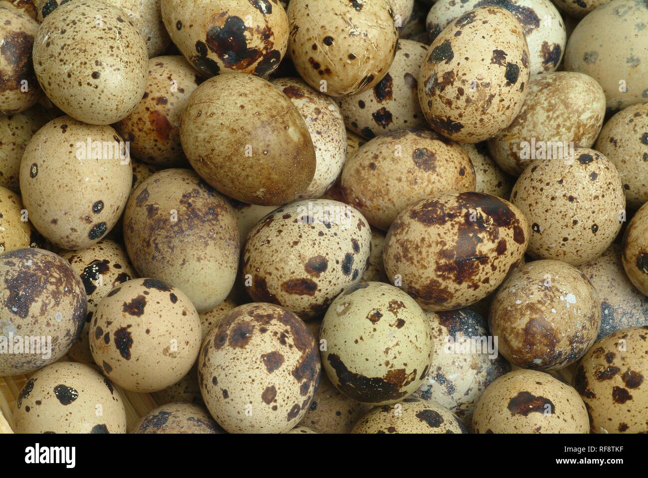 Quail eggs hi-res stock photography and images - Alamy