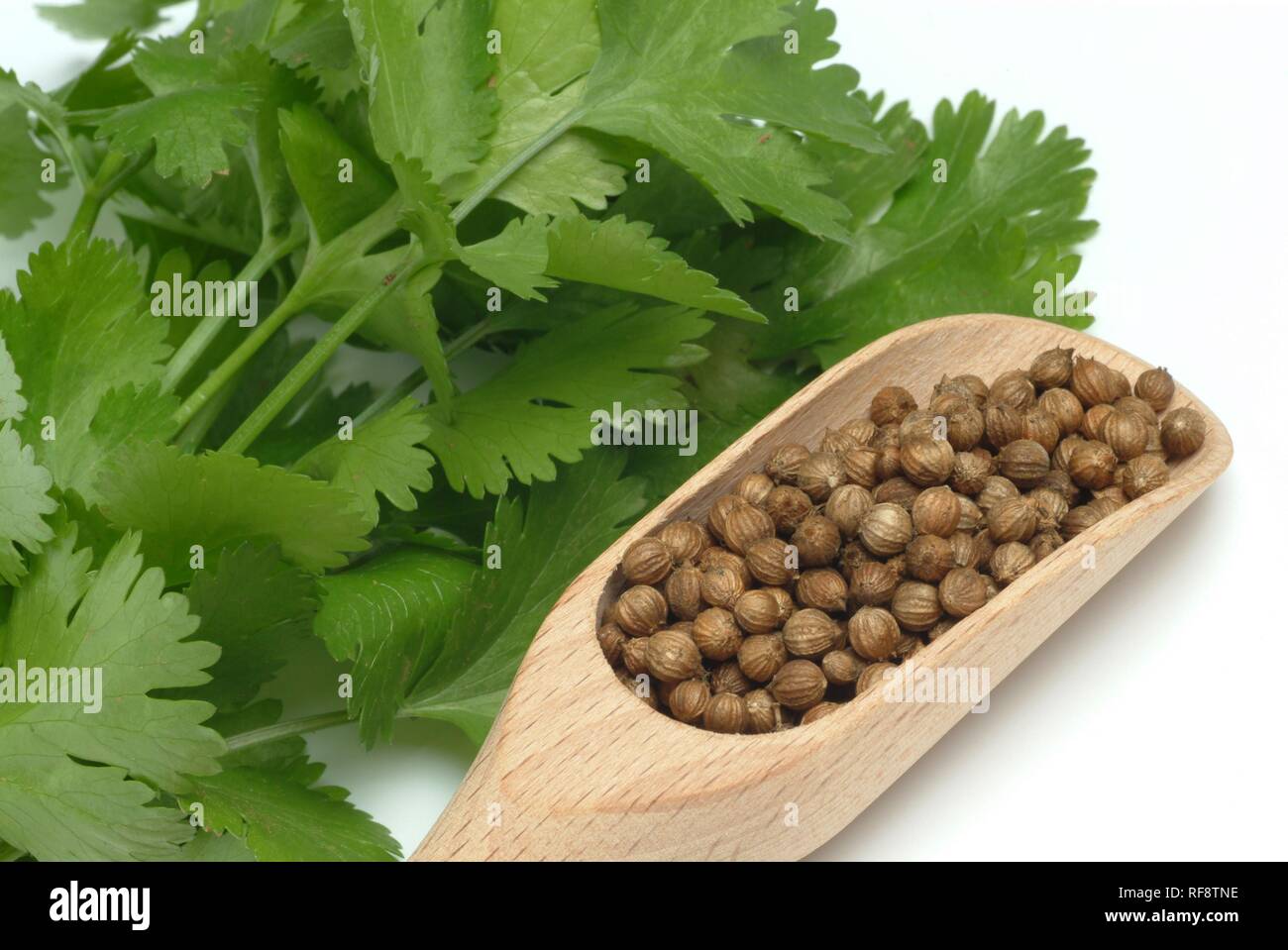 Coriandrum sativum plant hi-res stock photography and images - Alamy