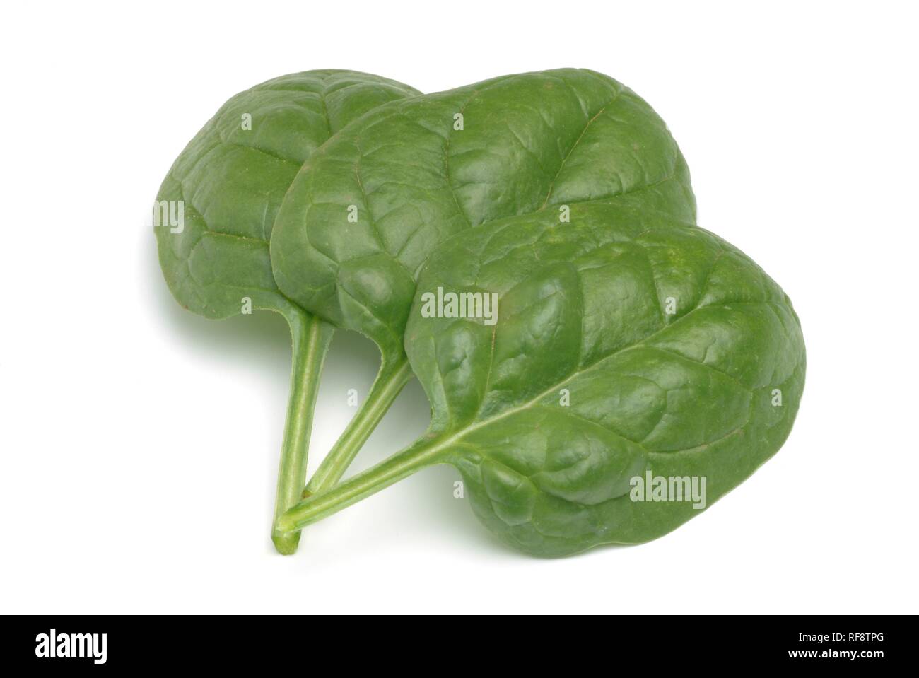 Spinach spinacia oleracea hi-res stock photography and images - Alamy