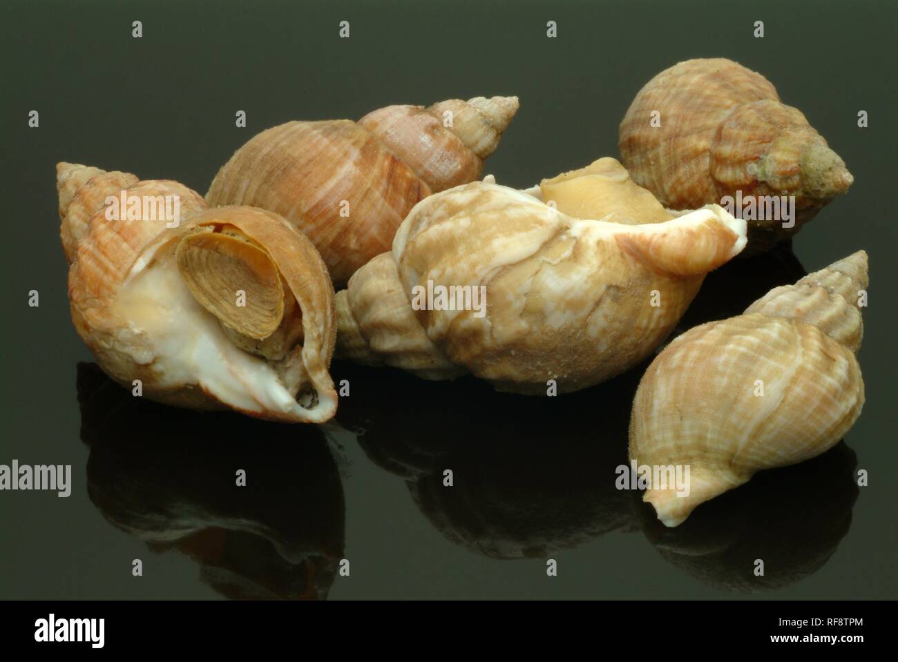 Whelk shells slugs hi-res stock photography and images - Alamy