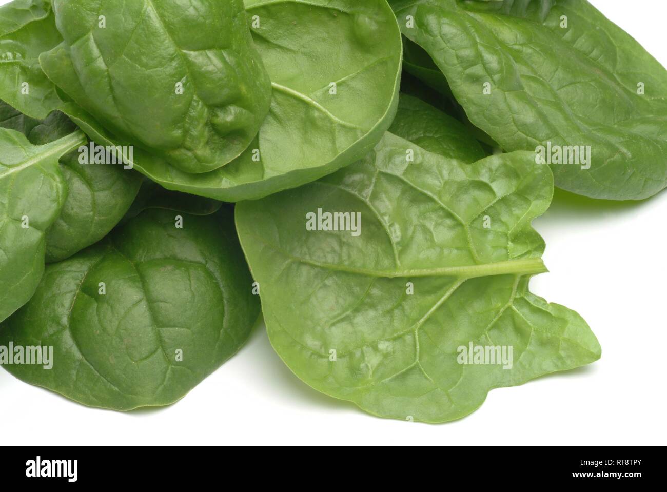 Spinach (Spinacia oleracea Stock Photo - Alamy