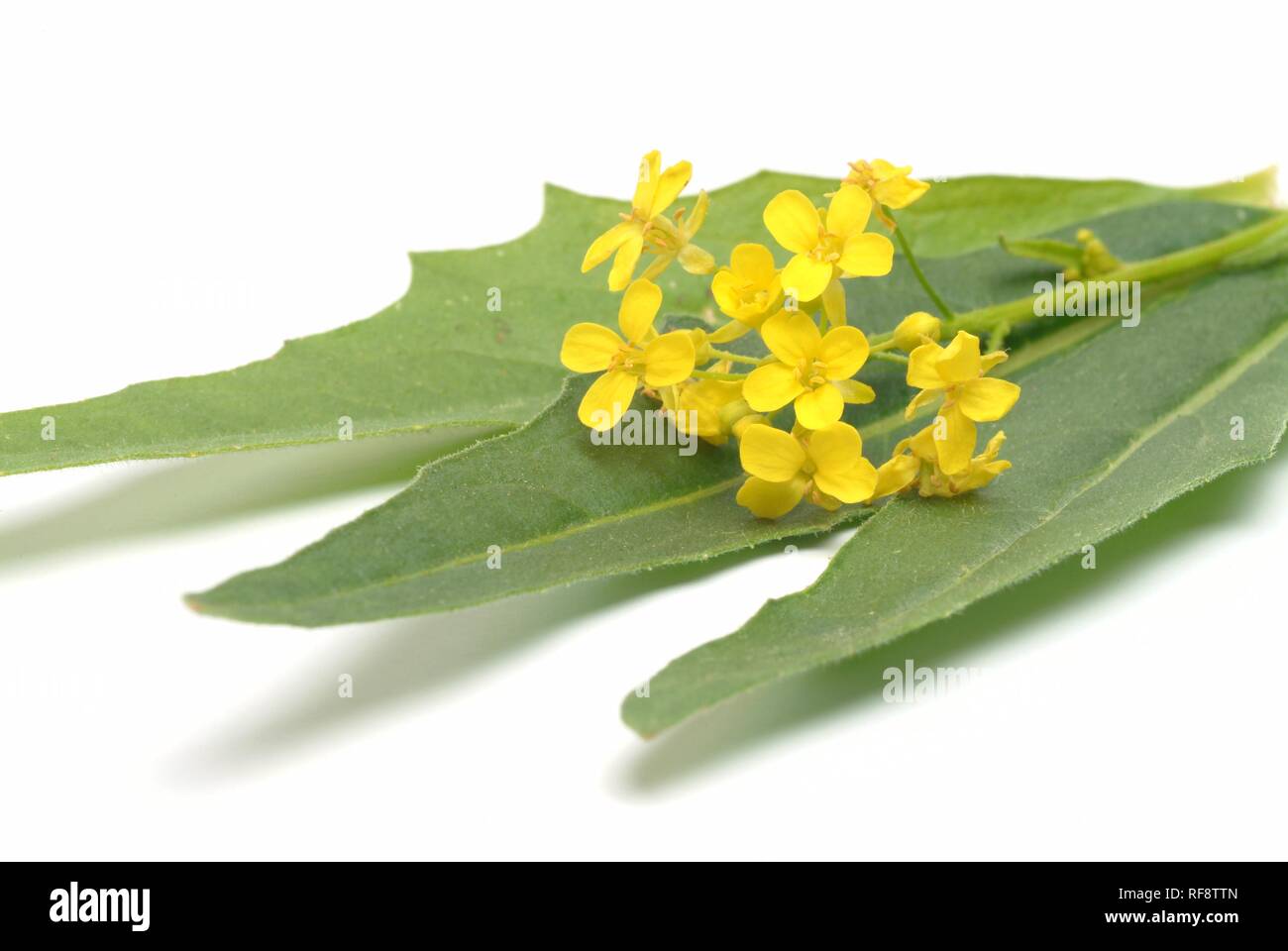 Turkish Rockets or Hill Mustard or Warty Cabbage (Bunias orientalis ...
