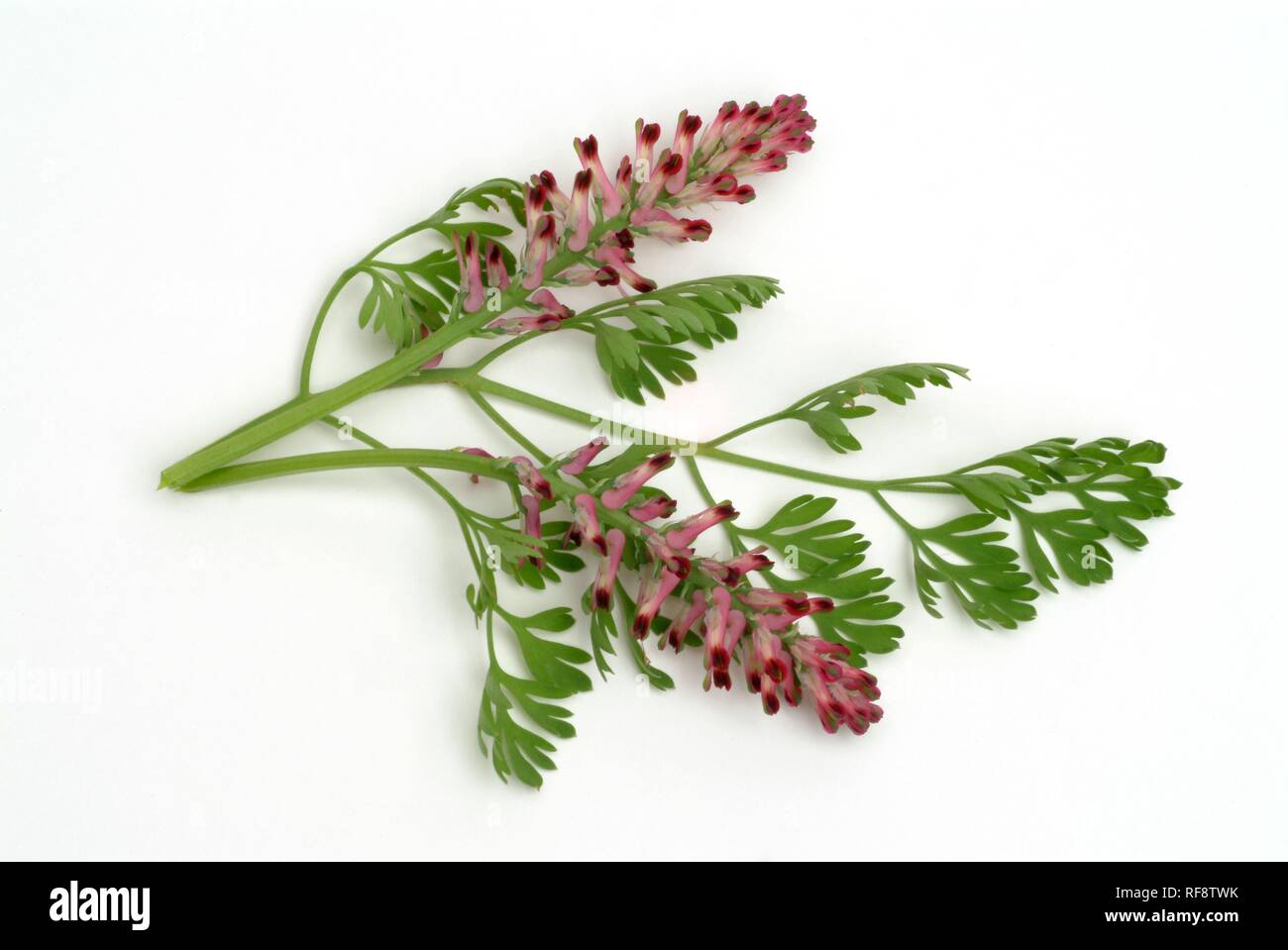 Fumaria officinalis hi-res stock photography and images - Alamy