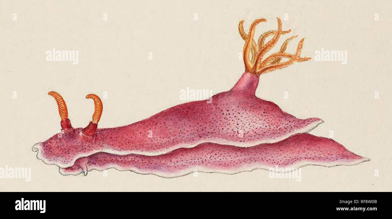 Sea cucumber or sea slug marine animal wildlife illustration vintage ...