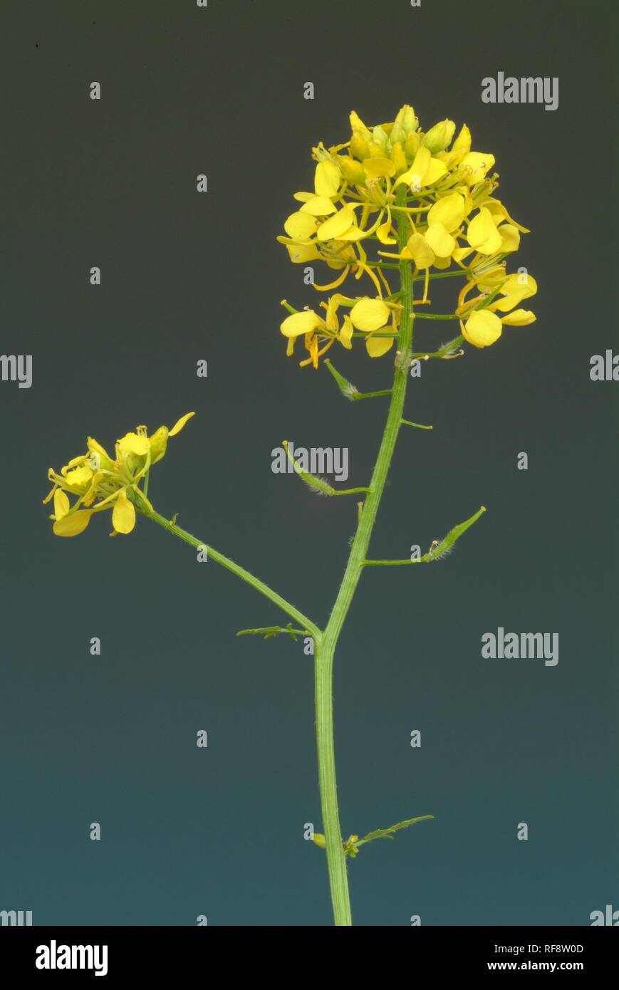 White - or Yellow Mustard (Sinapis alba or Brassica alba), medicinal ...