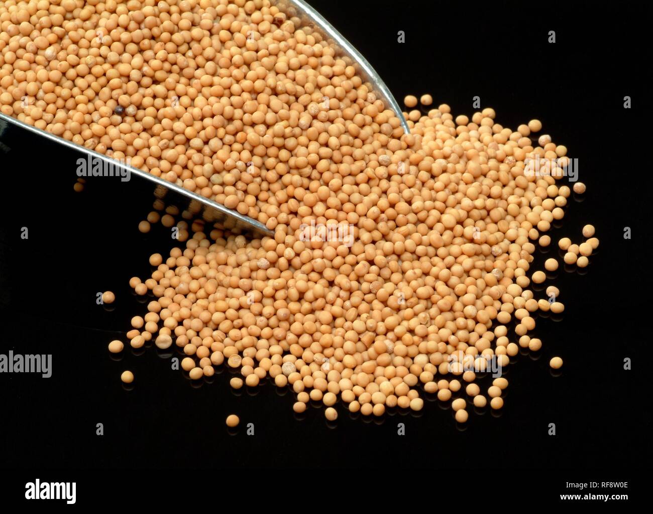 White - or Yellow Mustard (Sinapis alba or Brassica alba), mustard ...