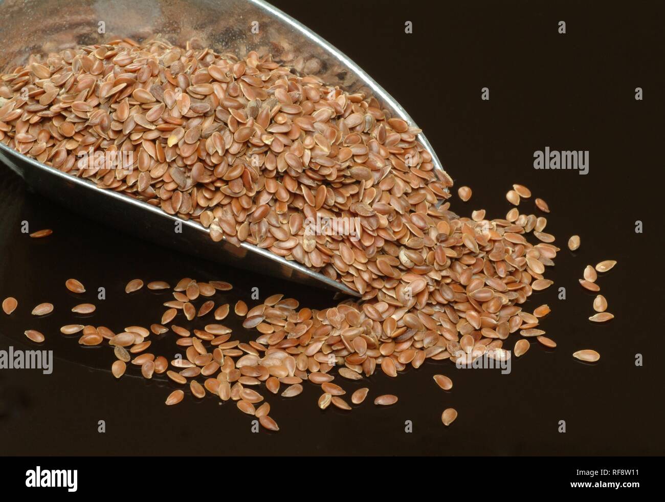 Flax or Linseed (Linum usitatissimum Stock Photo - Alamy