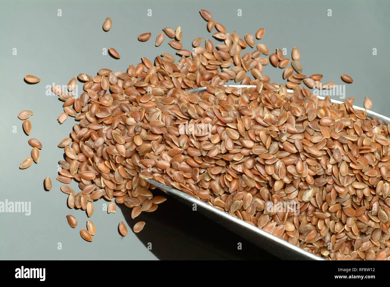 Flax or Linseed (Linum usitatissimum Stock Photo - Alamy