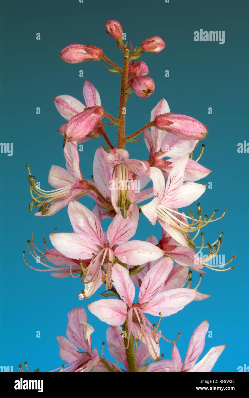 Burning Bush, False Dittany, White Dittany or Gas Plant (Dictamnus ...