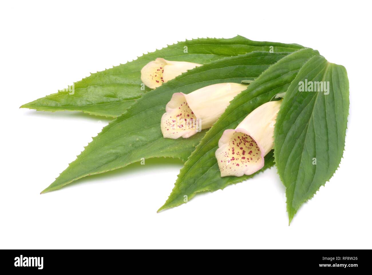 Digitalis leaf hi-res stock photography and images - Alamy