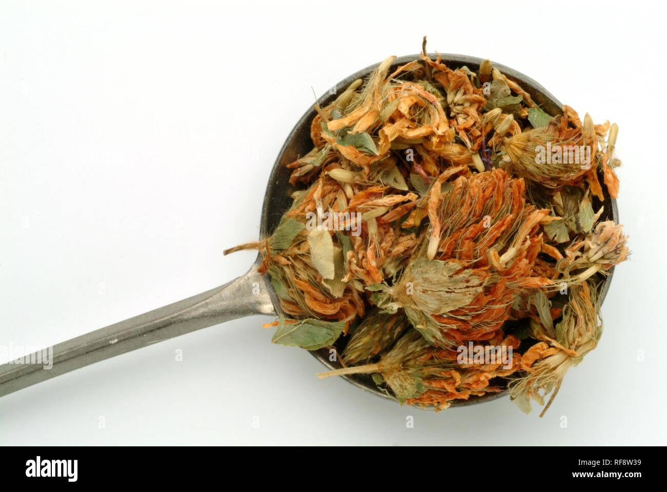 Dried White Clover (Trifolium repens) blossoms, medicinal plant, tea ...