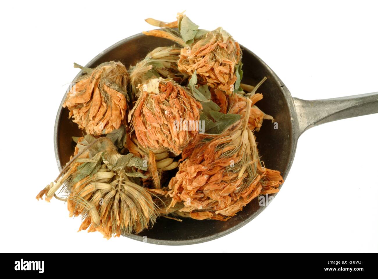 Dried White Clover (Trifolium repens) blossoms, medicinal plant, tea ...
