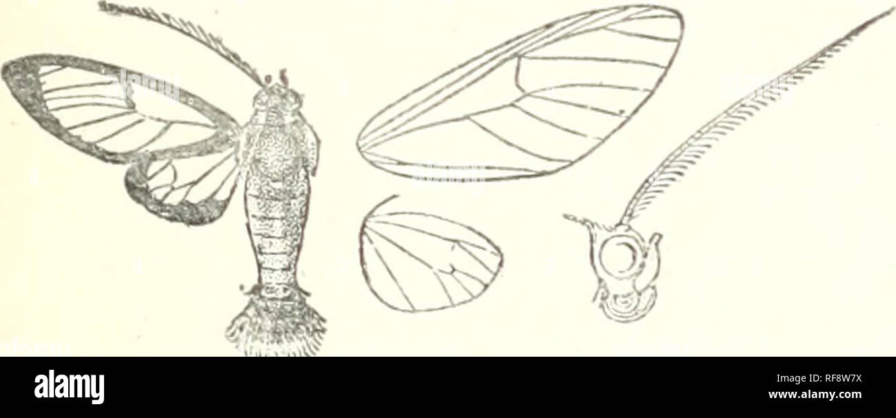 Bipectinate Antennae High Resolution Stock Photography and Images - Alamy