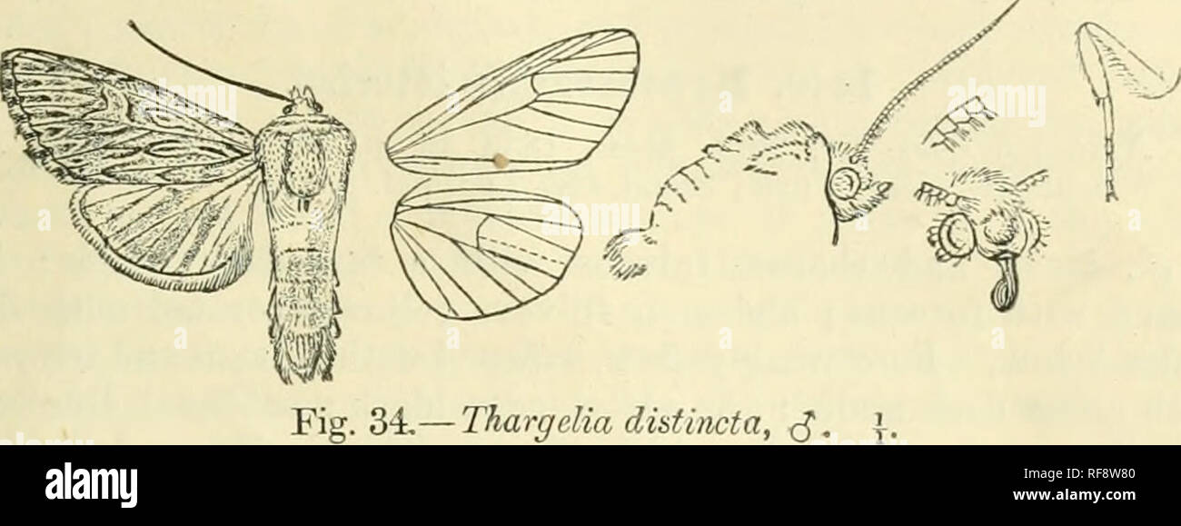 Thargelia hi-res stock photography and images - Alamy