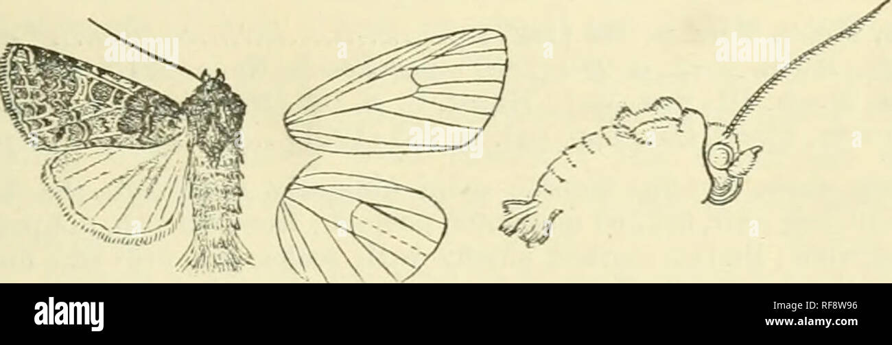 . Catalogue of Lepidoptera Phalaenae in the British Museum. Supplement ...