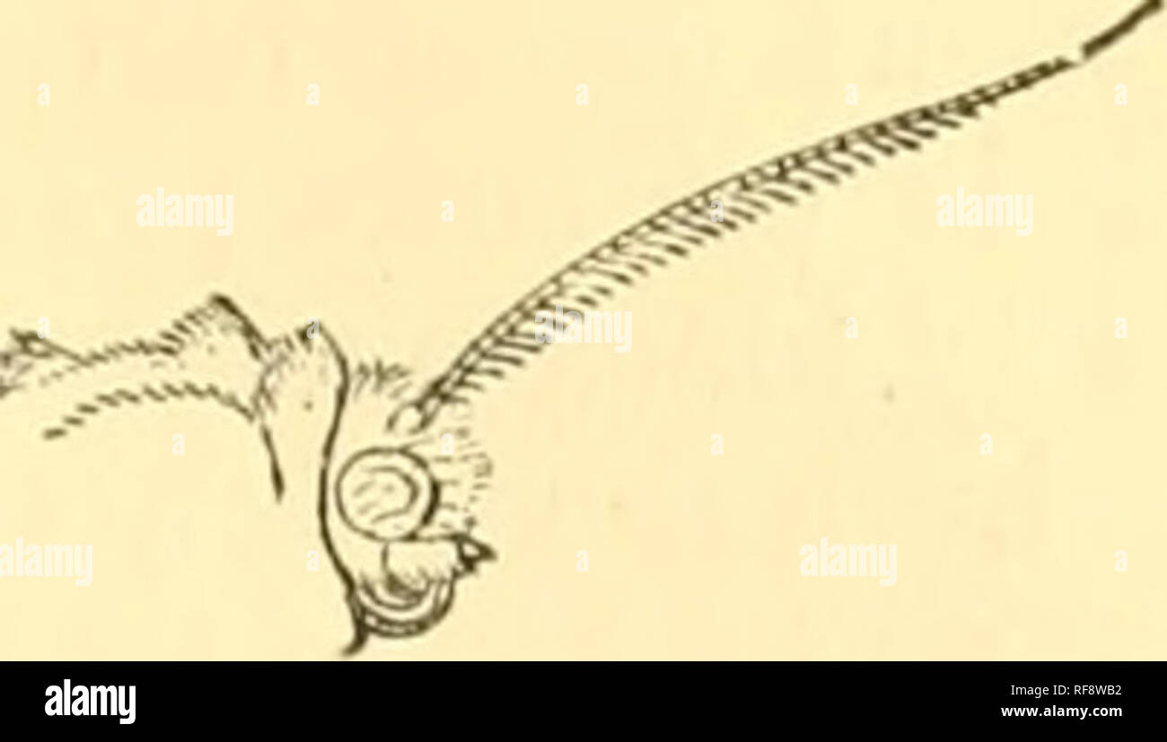 . Catalogue of the Lepidoptera Phalænæ in the British museum. Moths ...