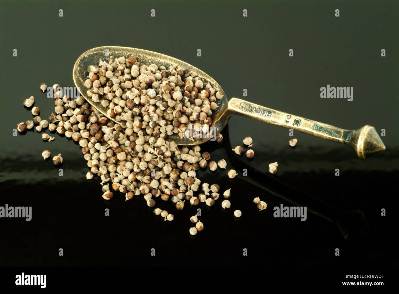 Chaste Tree or Chasteberry or Monk's Pepper (Vitex agnus-castus), seeds ...