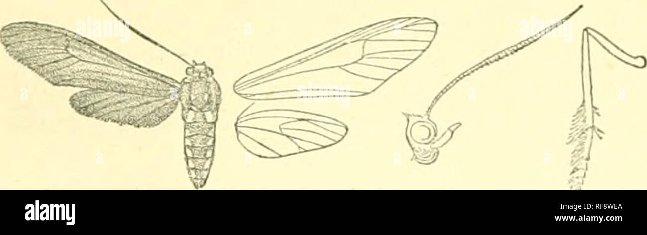 . Catalogue of Lepidoptera Phalaenae in the British Museum. Moths ...