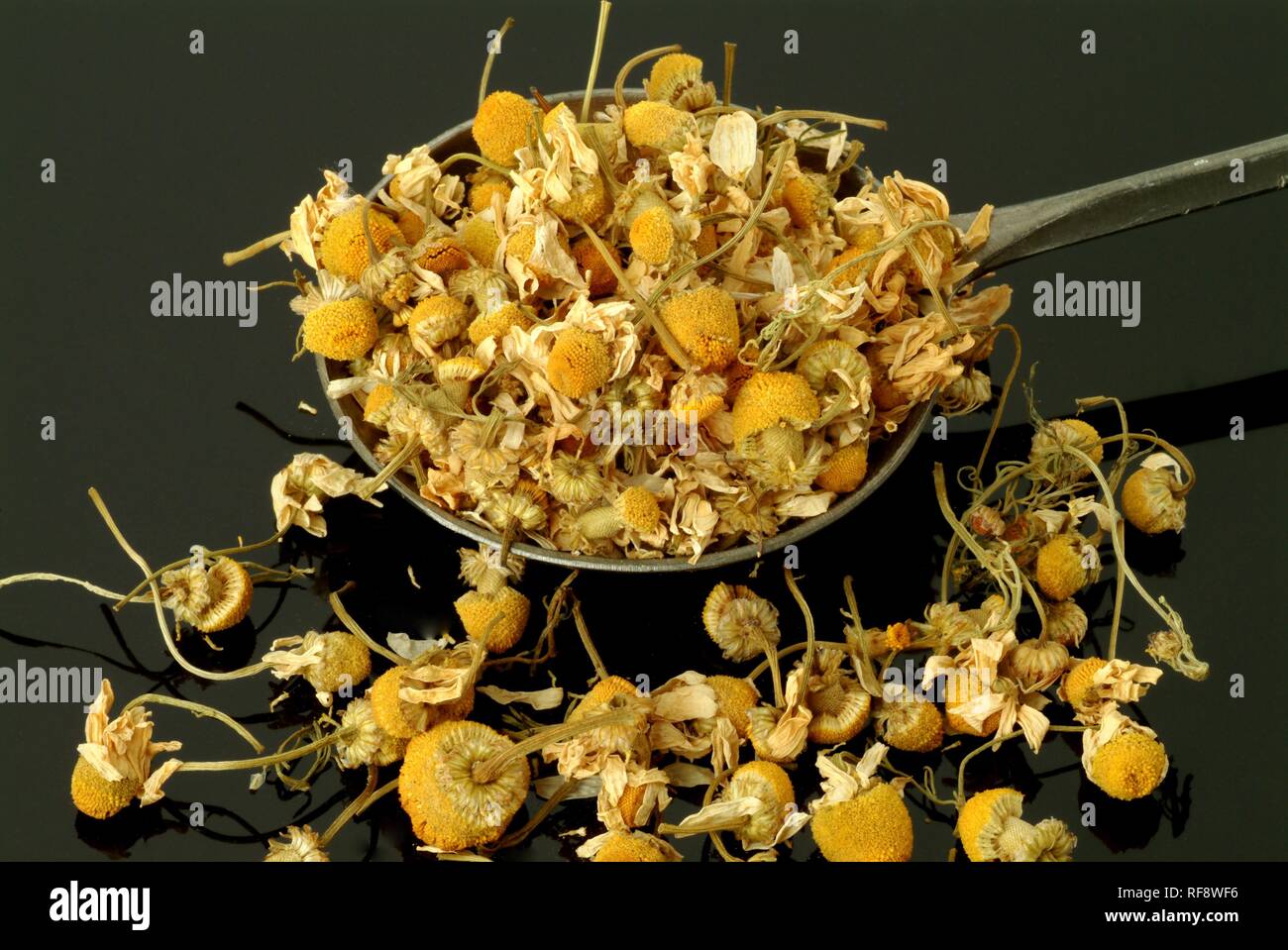German Chamomile, Hungarian Camomile or Wild Chamomile (Matricaria ...